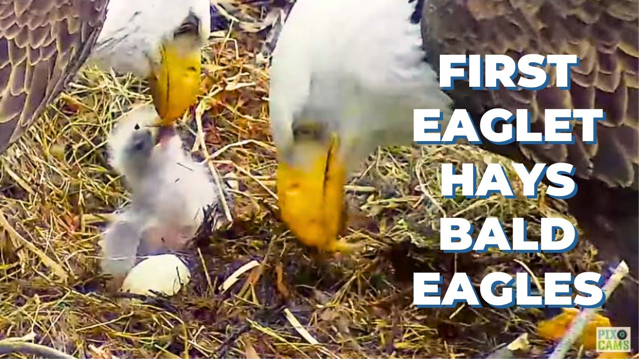 Harpy Eagle Nest With Eggs