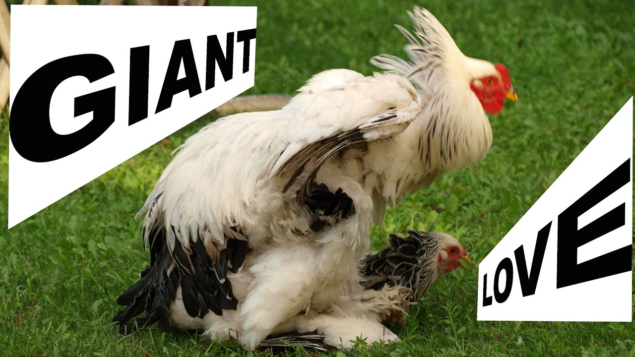 Giant Brahma in the poultry yard... - YouTube