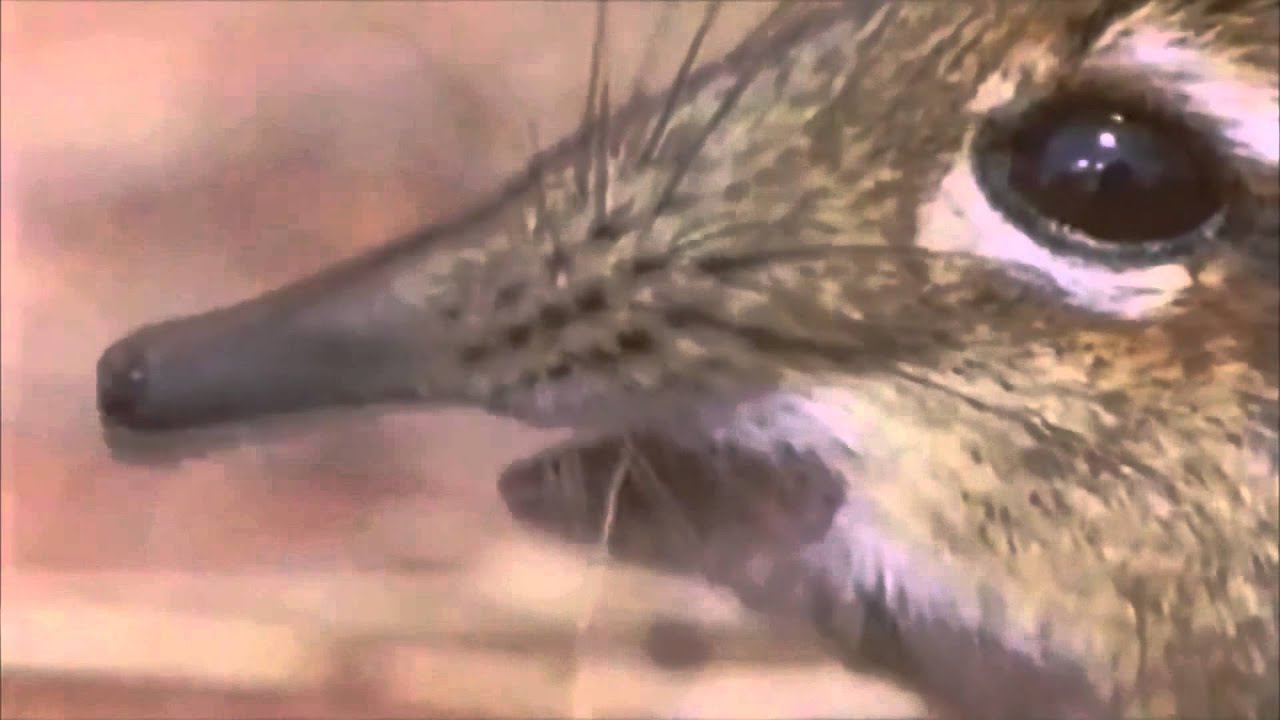 Take A Closer Look At That Meme - YouTube