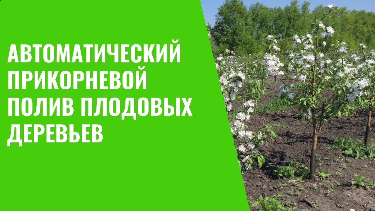 Автоматический прикорневой полив плодовых деревьев - YouTube