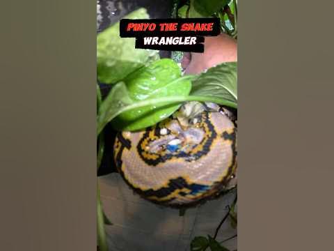 เกือบไม่เห็น🐍😱#งูเหลือม #งูข้ามกำแพง #จับงู #งู #ภิญโญคนจับงู #มือปราบ ...