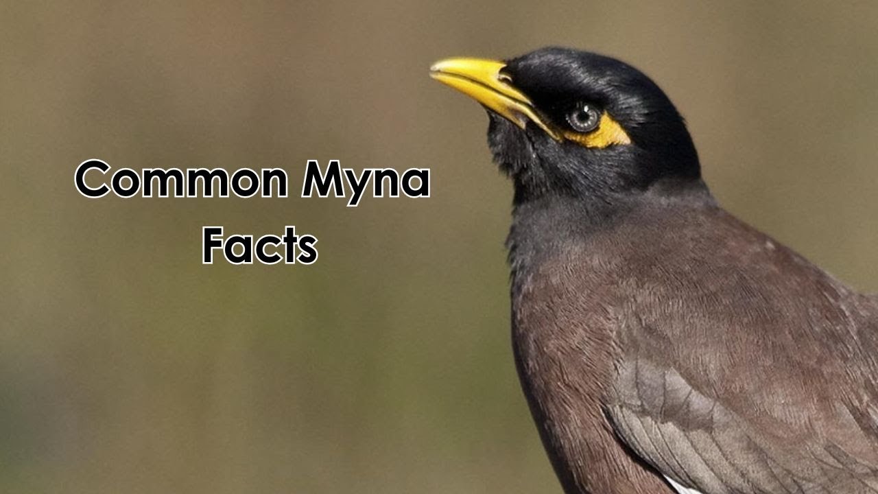 Common Myna Facts - YouTube