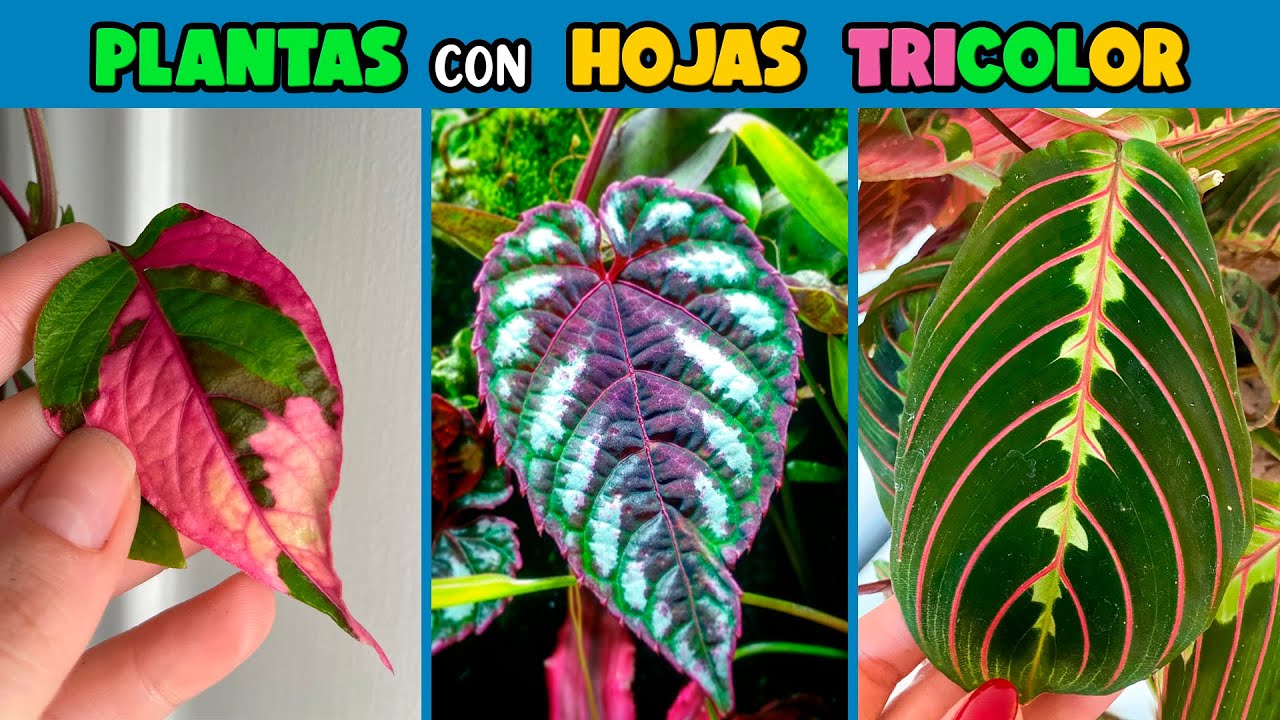 10 PLANTAS con HOJAS TRICOLOR muy DECORATIVAS - YouTube