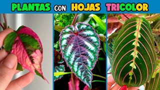 Planta Terrestre De Hojas Verdes Plateadas Tillandsias: Qué Son Y Su