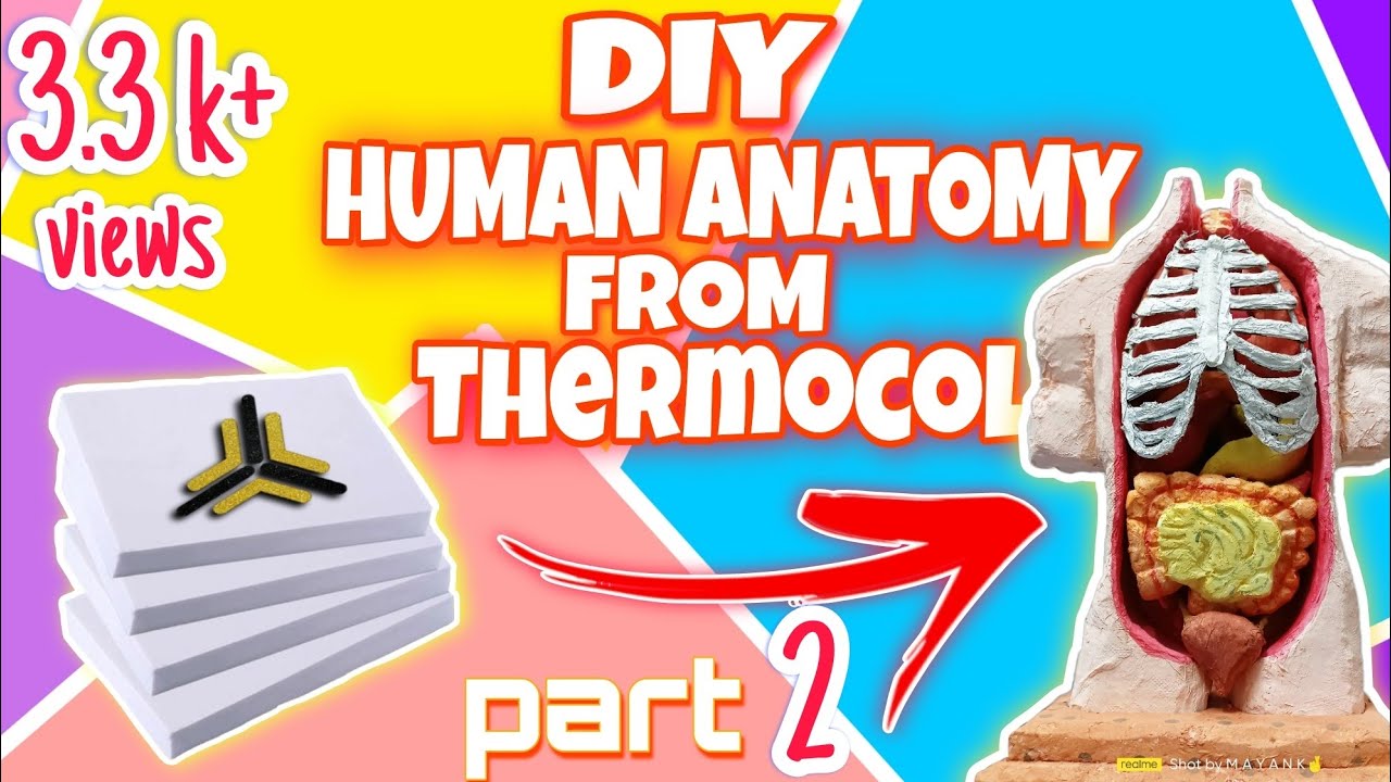 DIY Human Anatomy From Thermocol 🫁 || Digestive System 3d Model || Part ...