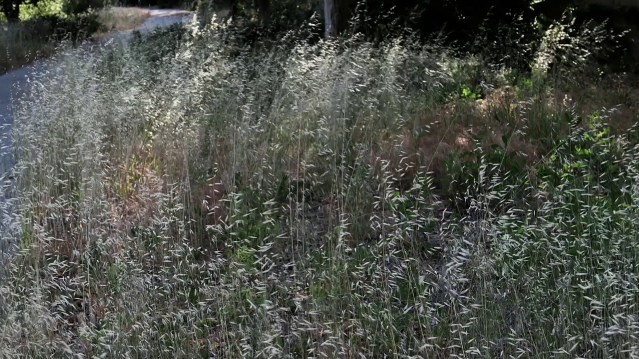 Weeds Blowing - YouTube