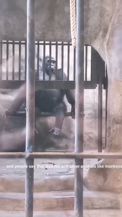Bua noi the only gorilla in Thailand | 19 Dec 2022 | #shorts | - YouTube