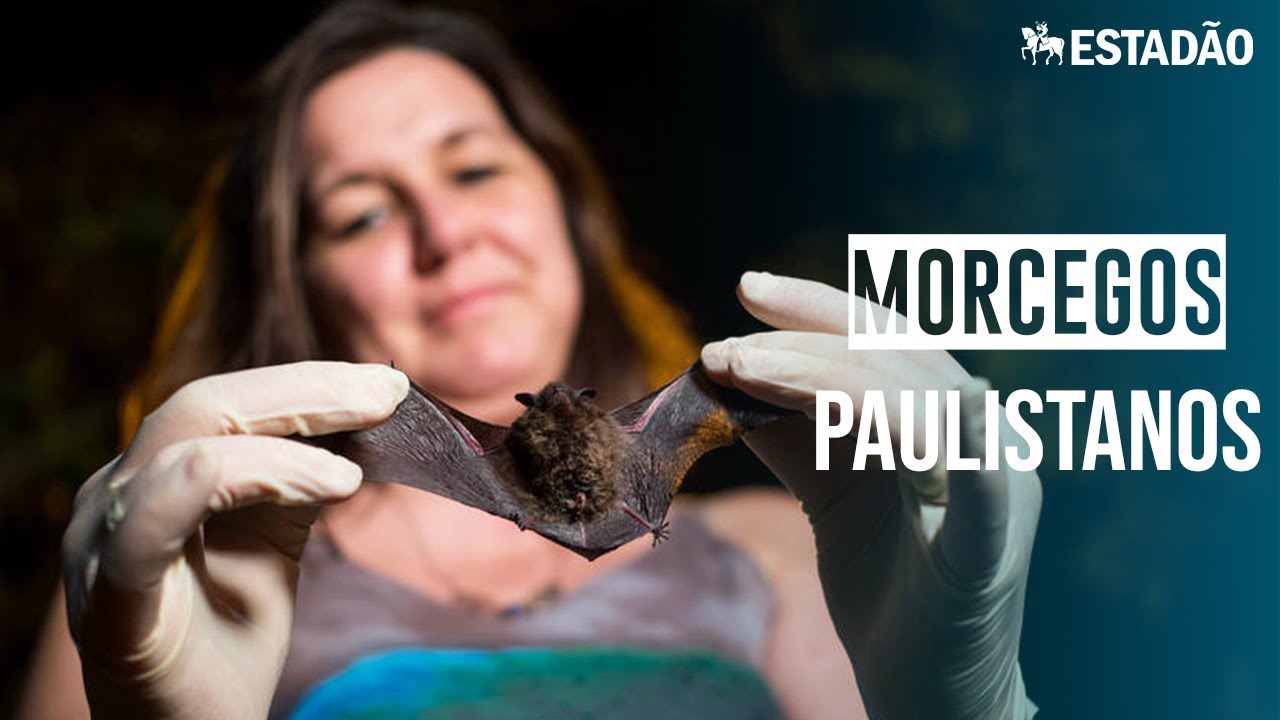 Especialistas falam sobre espécies de morcego - YouTube