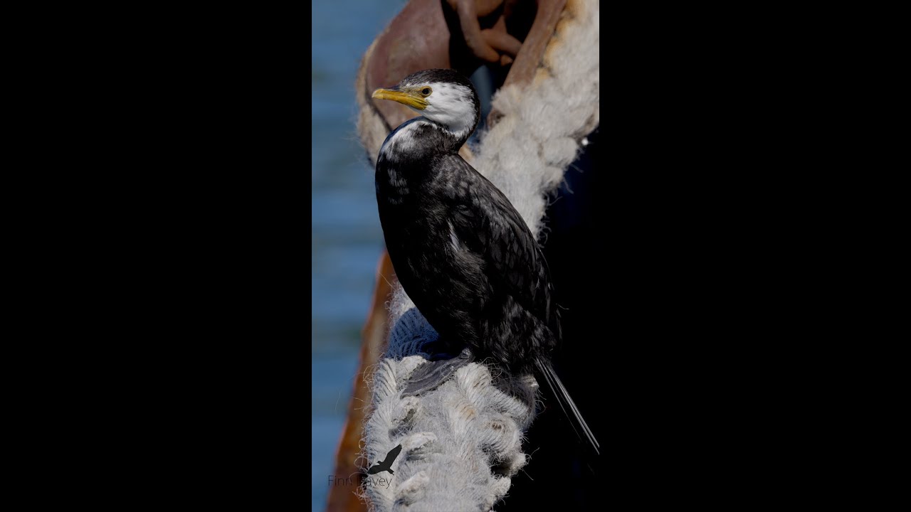 Little Shag/Kawaupaka preening itself on Hikitia ship rope (Wellington ...