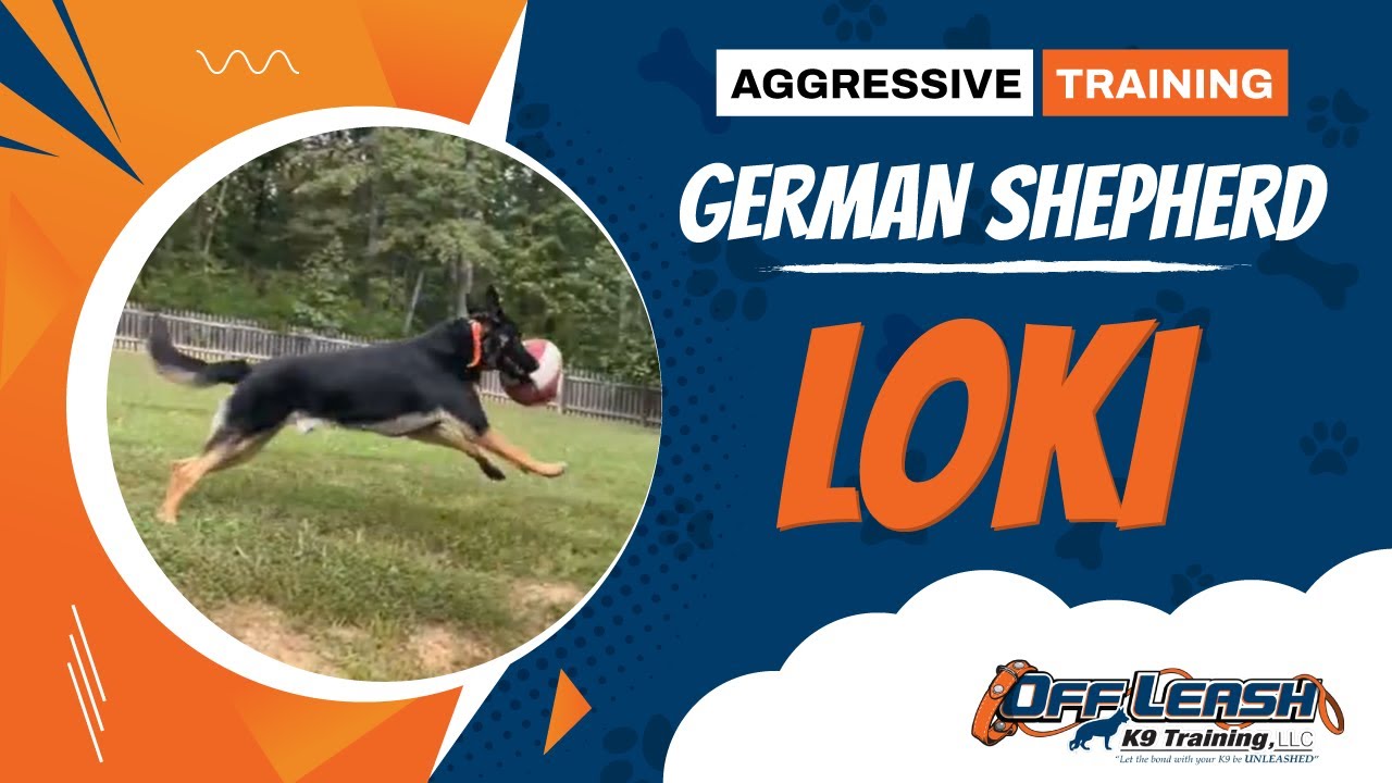 Loki GSD | Aggression Training | Washington, DC Dog Trainer | Off Leash ...
