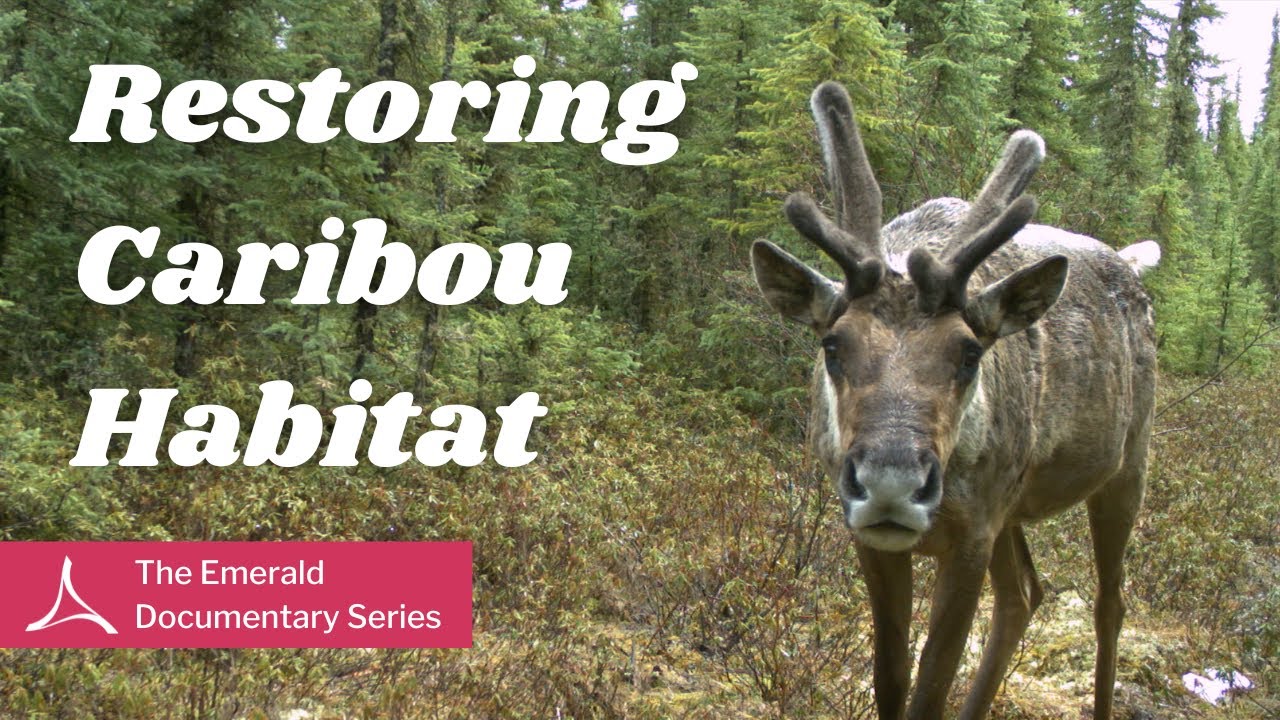 Restoring Caribou Habitat: Inside one of the World’s Largest Forest ...