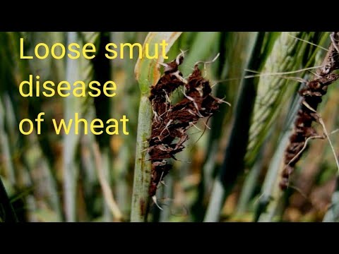 Loose smut disease of wheat | Introduction | Causal agent | Symtoms ...