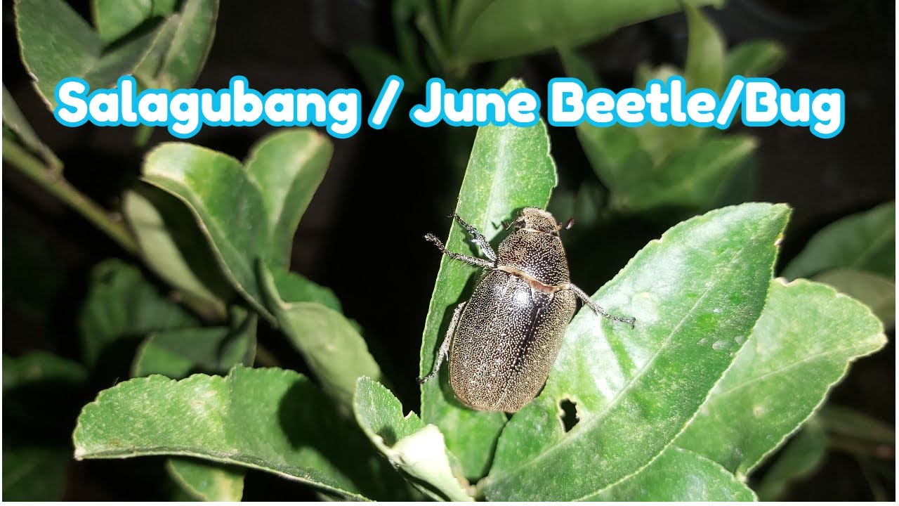 Salagubang / June Beetle/Bug - J Random Bytes - jrandombytes - YouTube