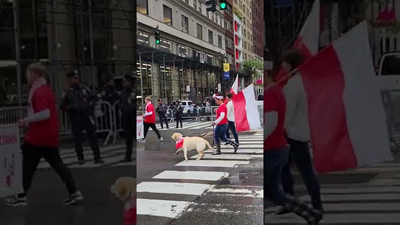 Cute dog walking the Pulaski Day Parade on Fifth Avenue in New York ...