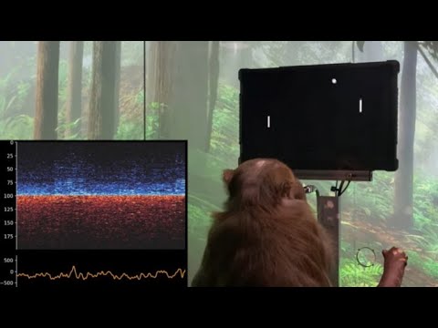 Maymun, beyin gücüyle bilgisayar oyunu oynadı!