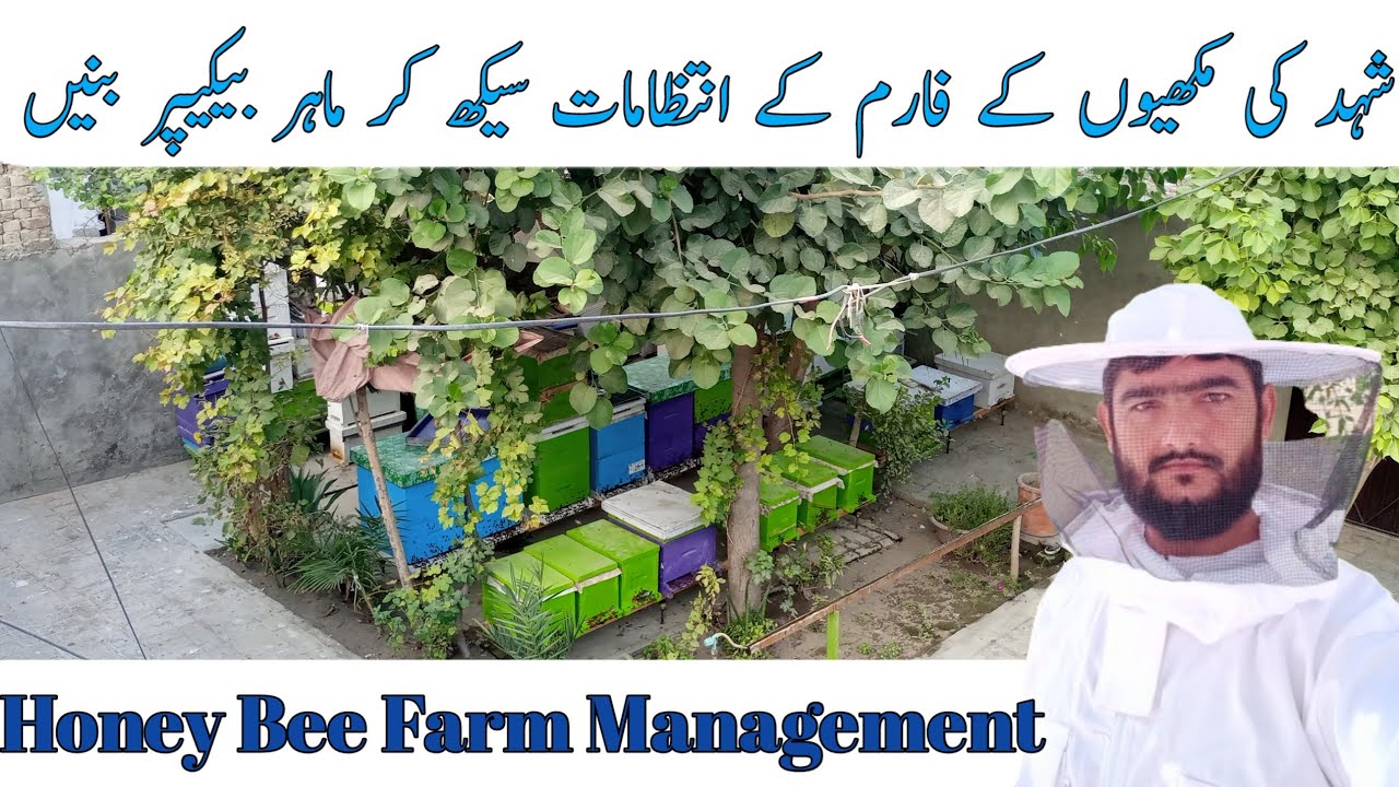 Honey bee Farm Management | Honey bees Farming | Apiculture - YouTube