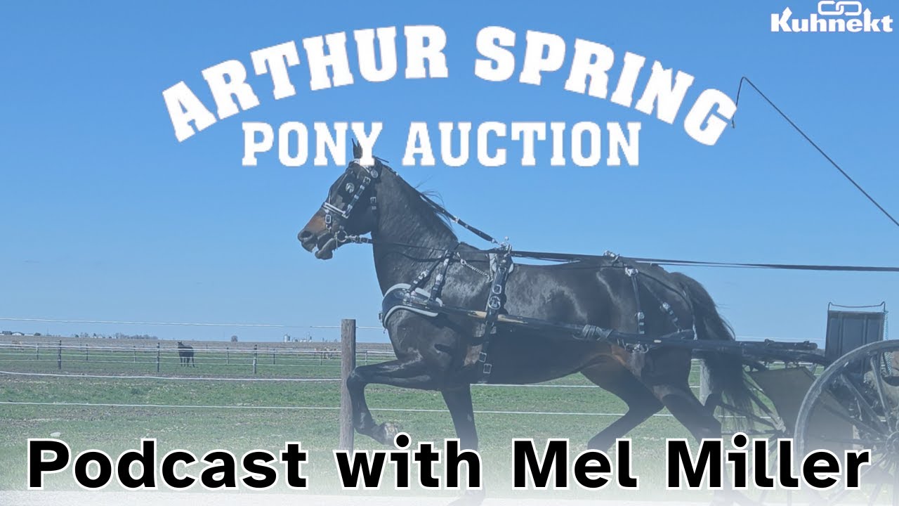 Podcast for the Arthur Pony Sale - YouTube