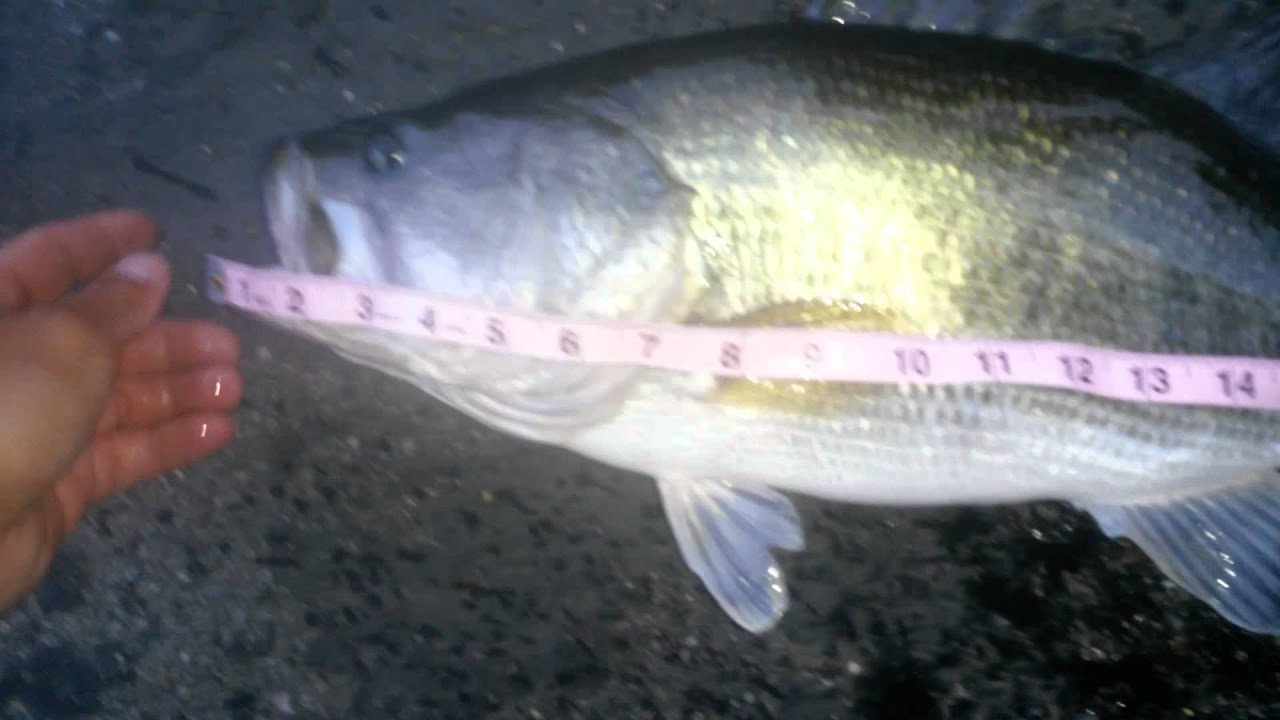 Caught a 23 inch bass at lake perris on 2/20/15 - YouTube