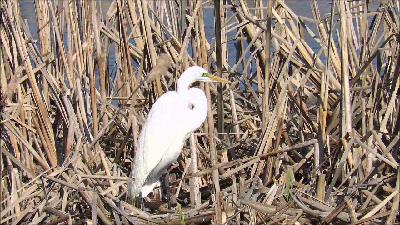 Snowy Egret Standing in Reeds Michigan - YouTube