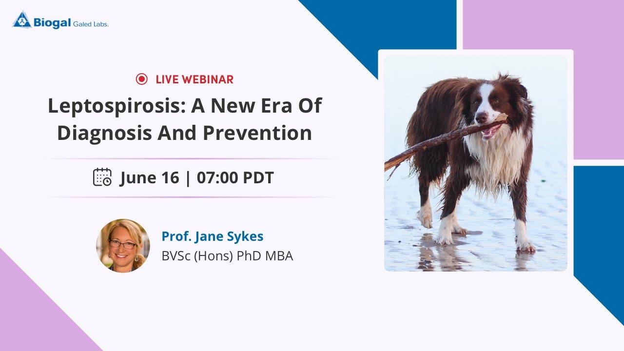 Leptospirosis Webinar Pearls - Prof. Jane Sykes - YouTube