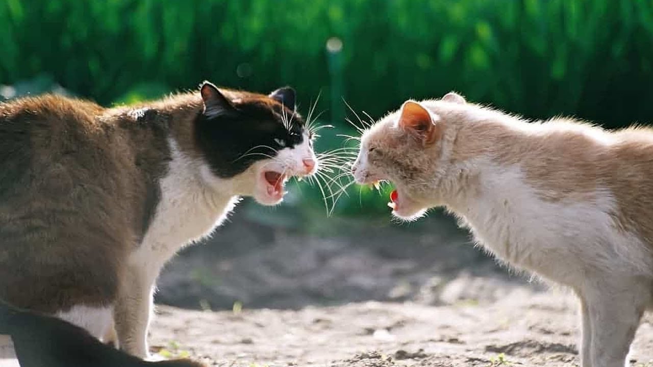 Cats fighting and hissing | Cat VS Cat | Two Cats Fighting - YouTube