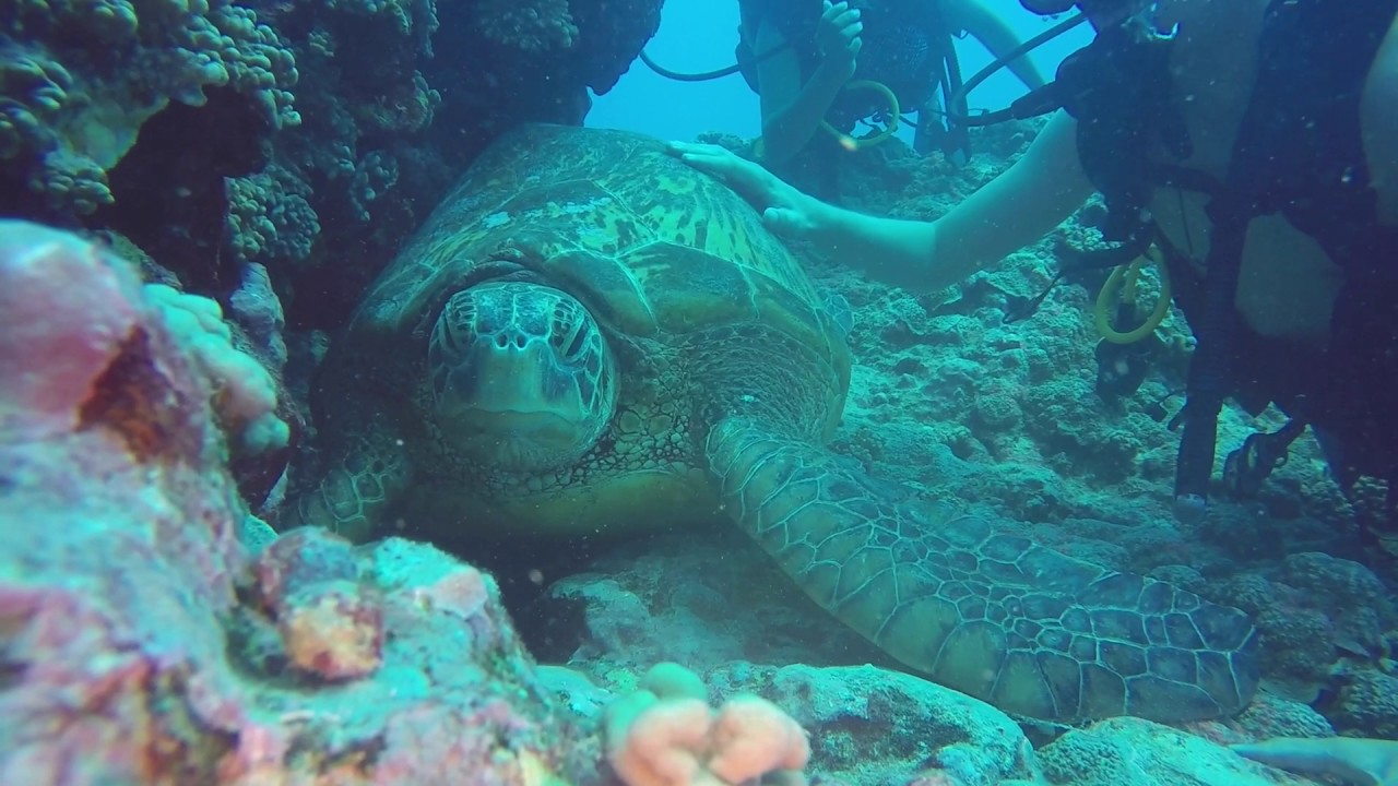 Iain and Tania's Scuba Dive in Aitutaki, Cook Islands - YouTube