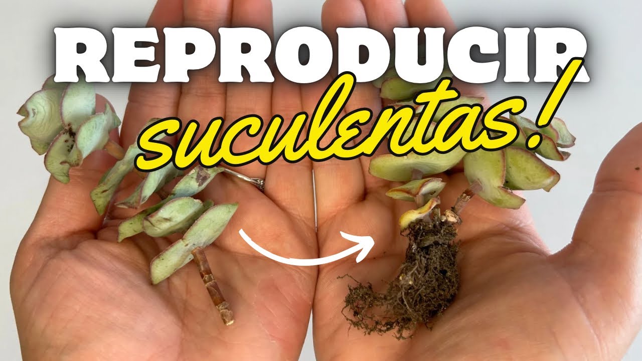 Como se REPRODUCEN las plantas suculentas? | Aprende paso a paso y ...