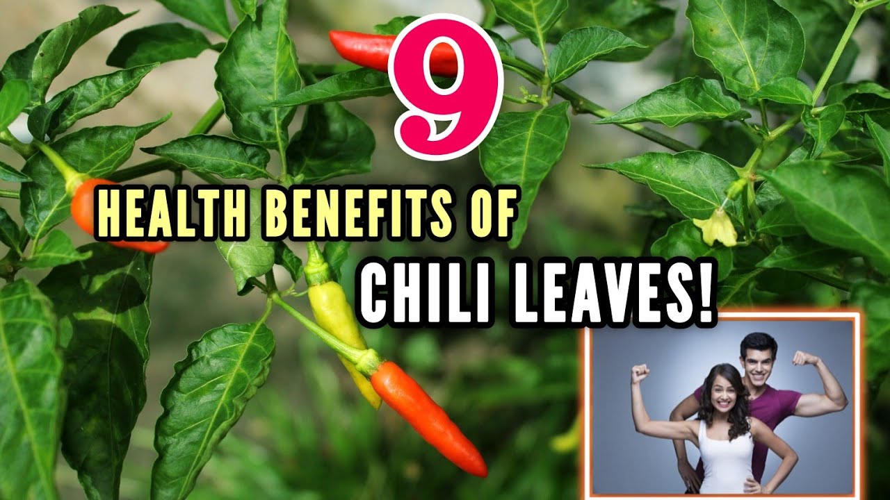 9 HEALTH BENEFITS OF CHILI LEAVES! - YouTube