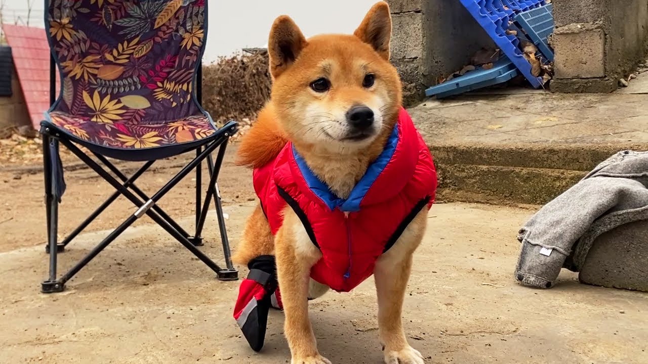 ”It's easy to move around now”The Shiba Inu whose legs were cut off by ...