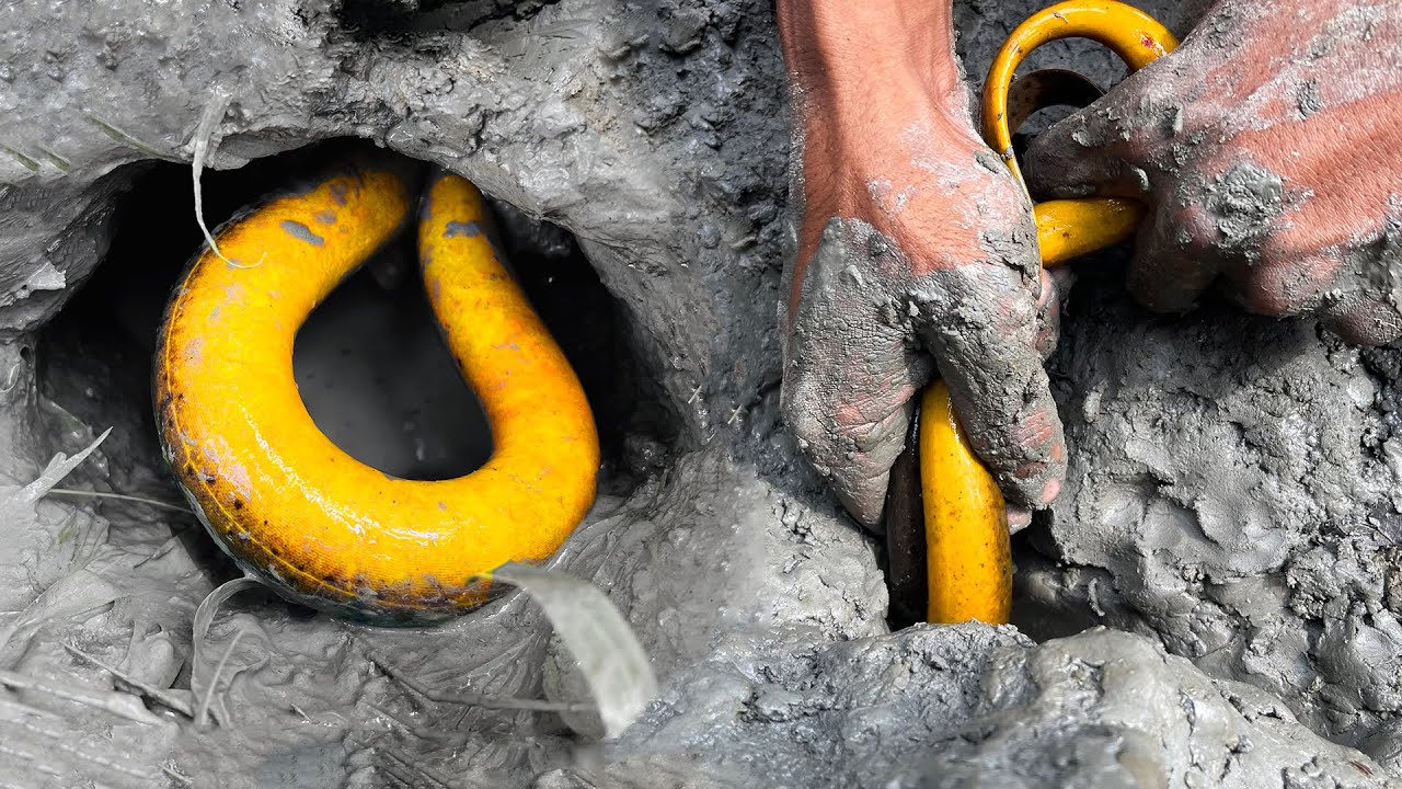 Fishing Video | Yellow Monster Eel Fish Catching | Daily Life Big Stuck ...