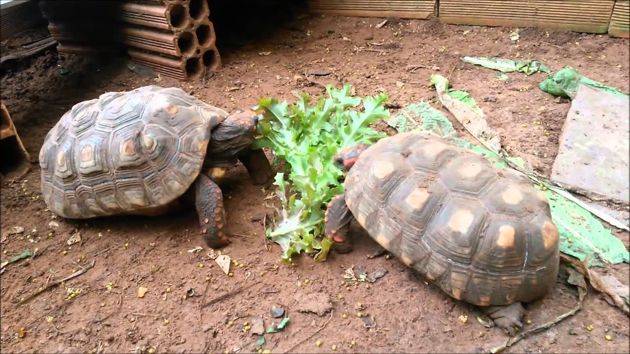 Filhotes de jabuti terrario caseiro - YouTube