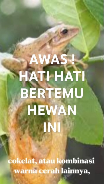 AWAS ! HATI HATI BERTEMU HEWAN INI - YouTube
