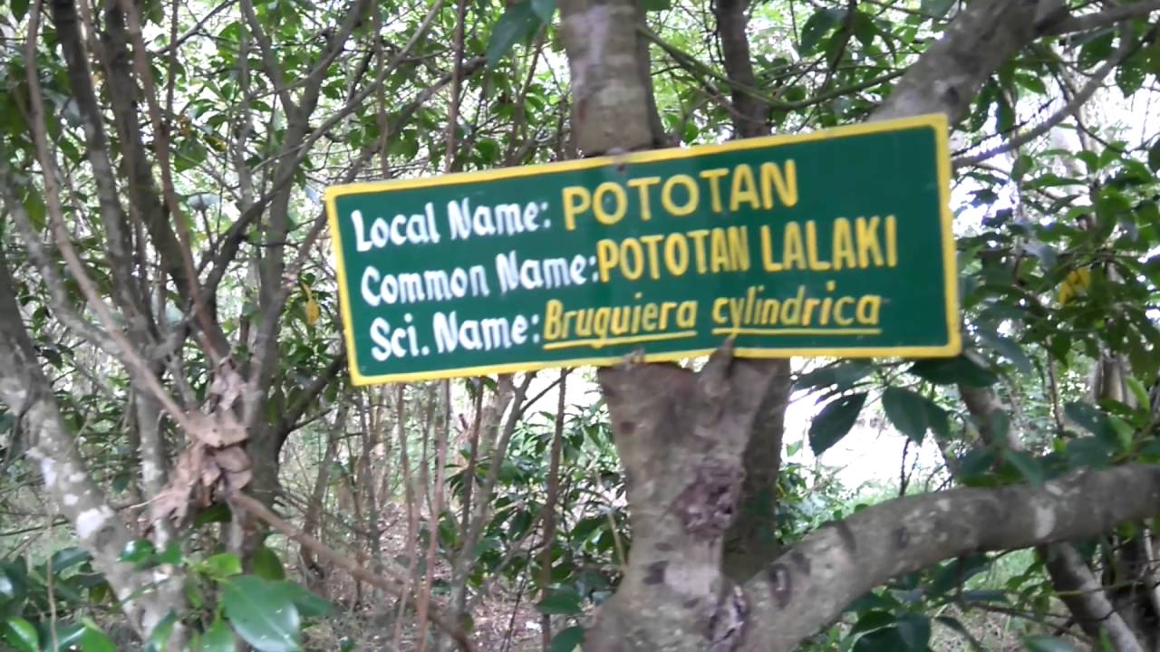 Cabusao wetland ecotourism & conservation: the tour - YouTube