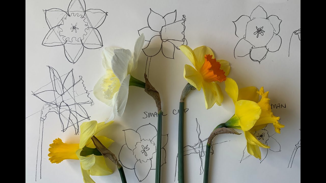 When Drawing Daffodils Look for the Geometric Shapes - YouTube