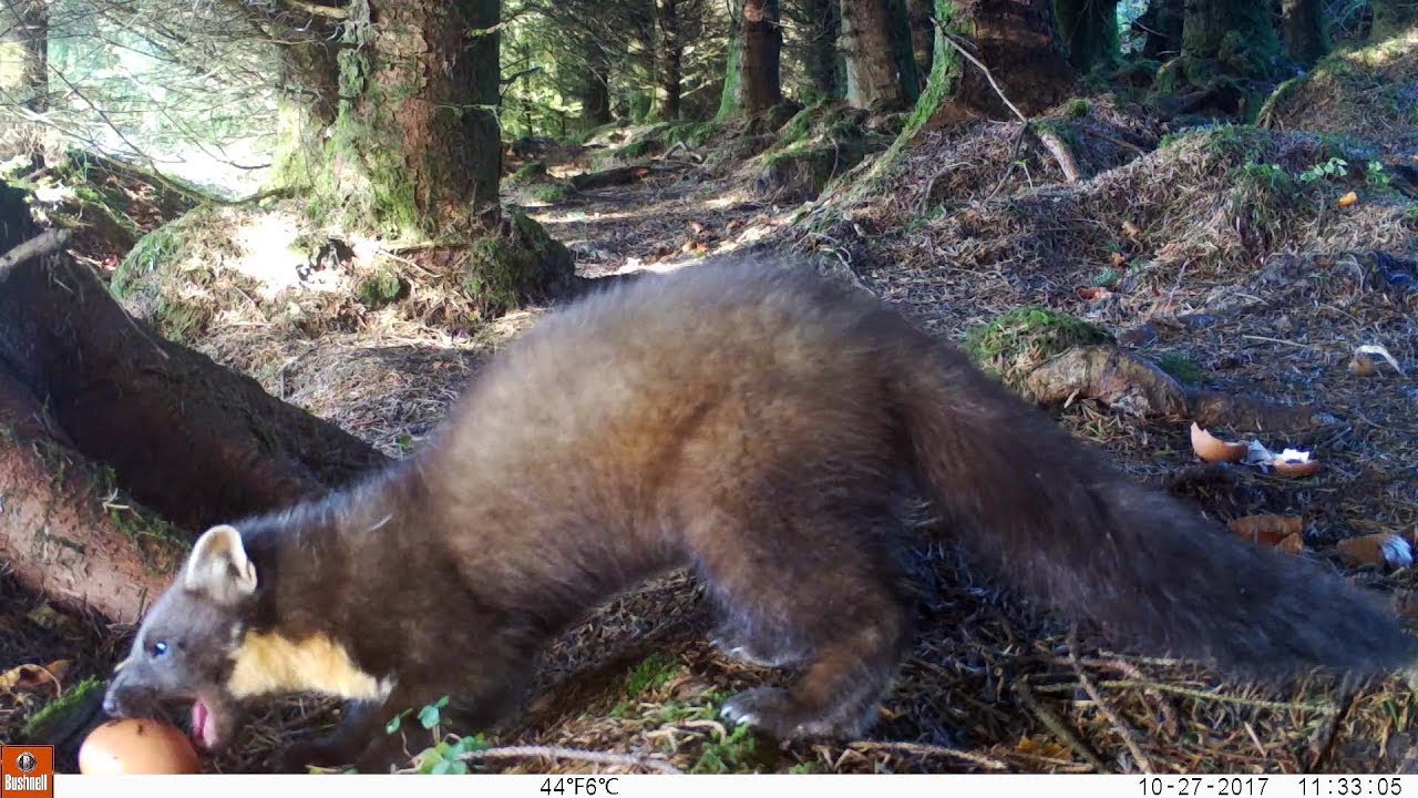 Pine Marten in winter coat - YouTube