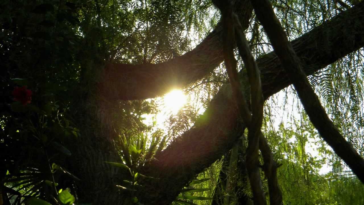 Nikon Coolpix L100 Pictures