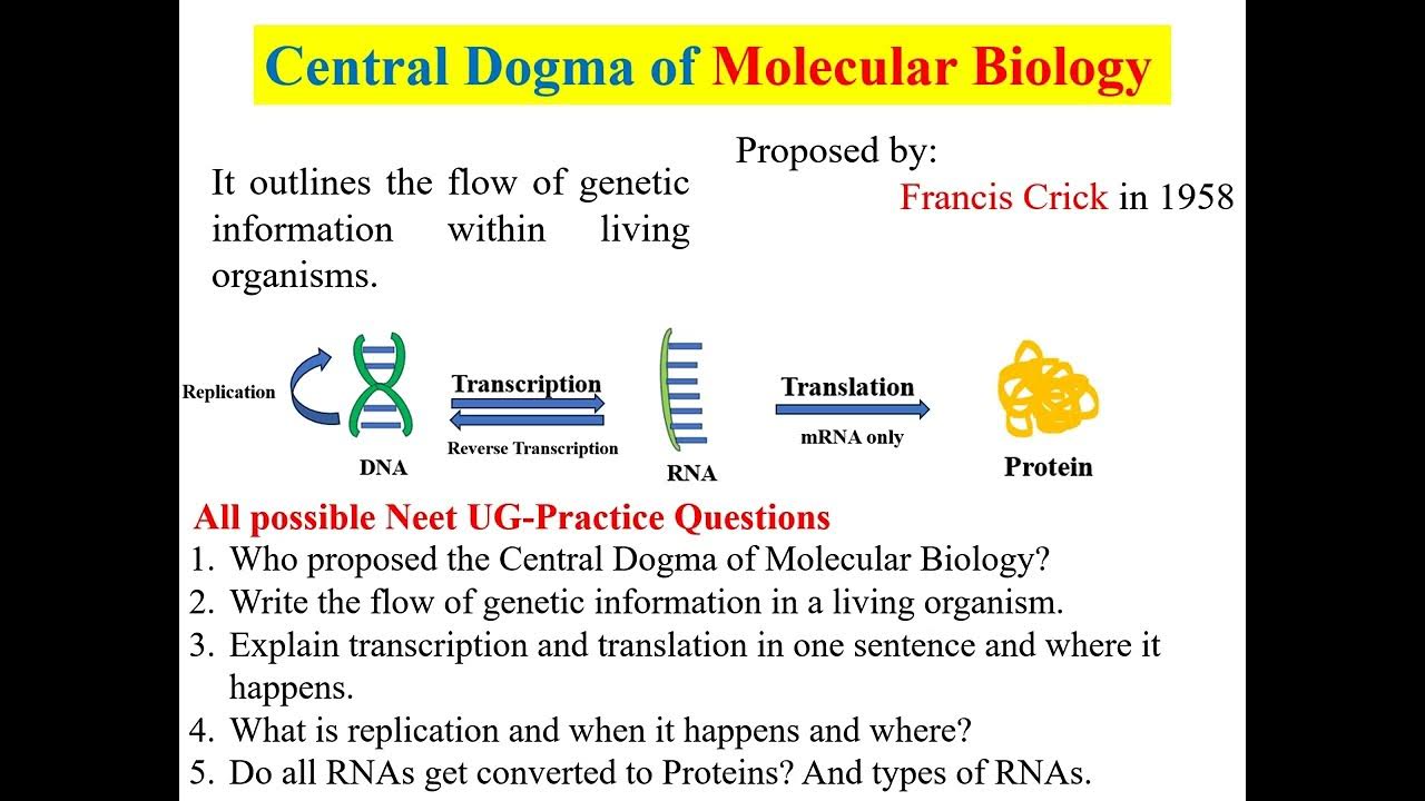 The Central Dogma of Molecular Biology/NCERT Class 12 Biology Chapter 5 ...