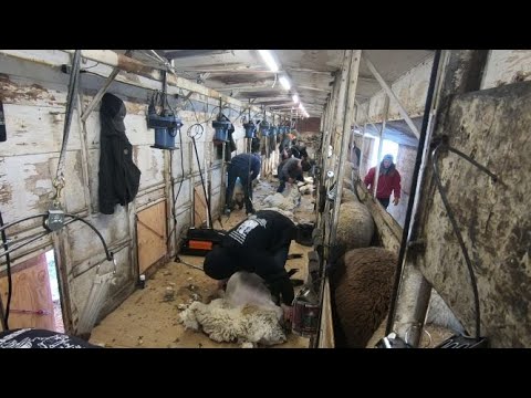 Shearing Sheep In The Aagard 10 Man Shearing Plant Part 1 - YouTube
