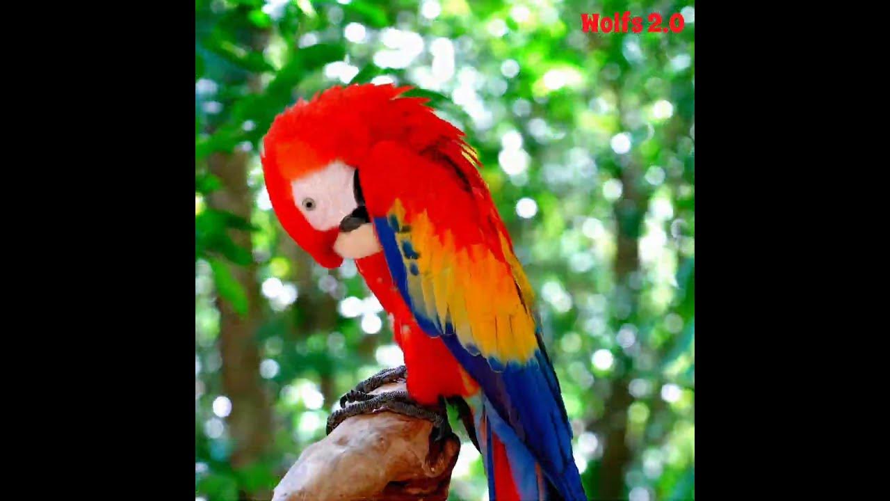 TOP 5 Most Rare Amazing Beautiful Animals Facts YouTube top-5-most-rare-amazing-beautiful-animals-facts-youtube