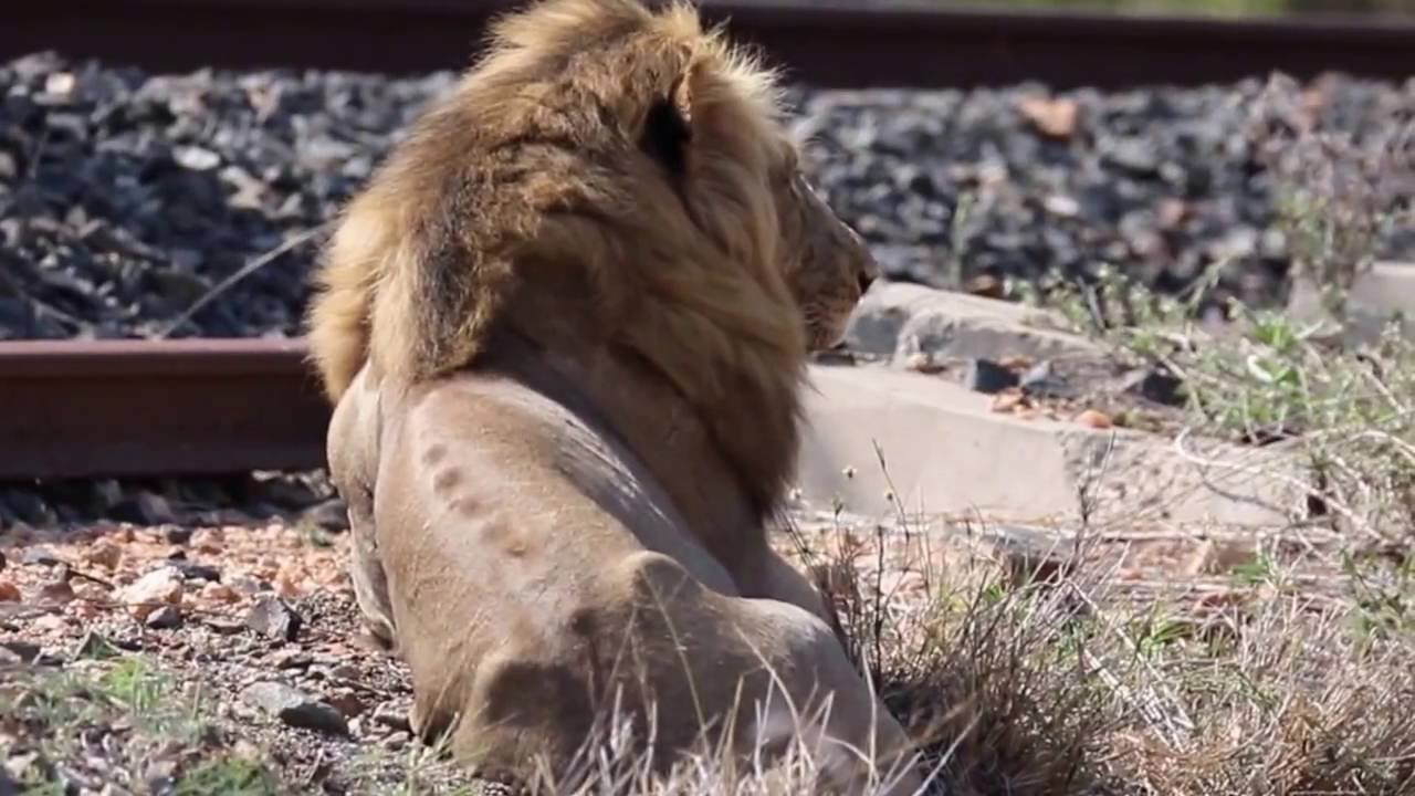 Lions on Railway Track - YouTube