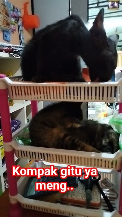 Anak Kucing Kompak Banget Bersihkan Badannya #shorts - YouTube