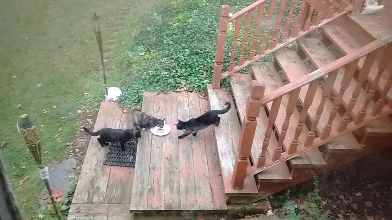 Cats being fed by Victoria - YouTube