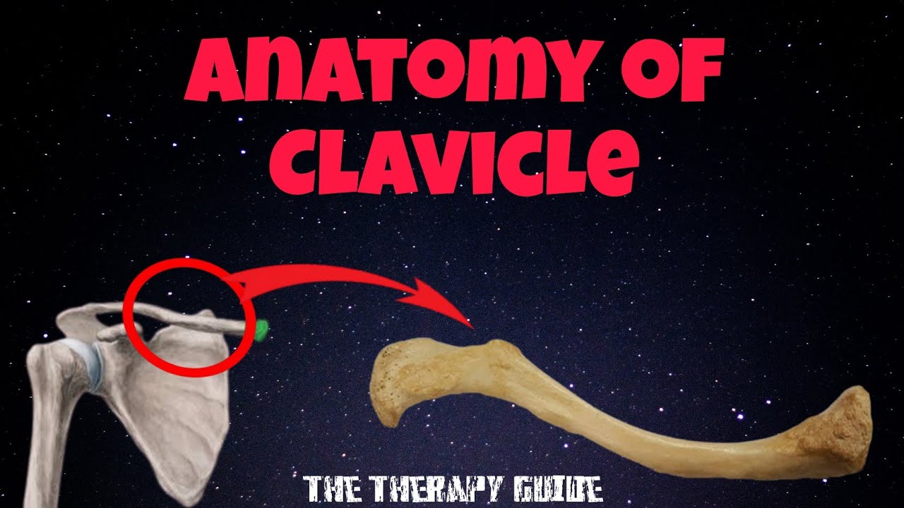 Anatomy of Clavicle - YouTube