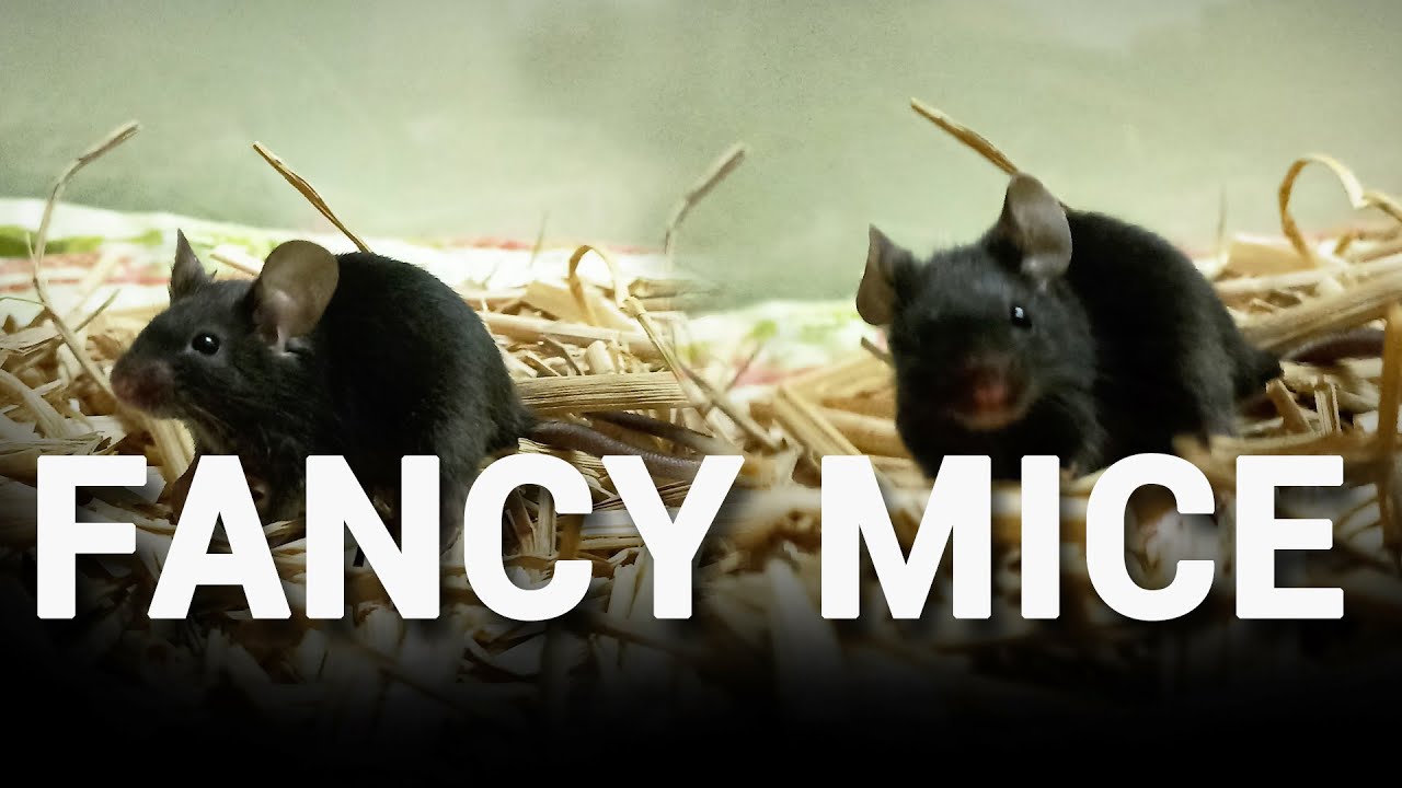 New Friend Fancy mice - YouTube