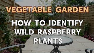How to Identify Wild Raspberry Plants