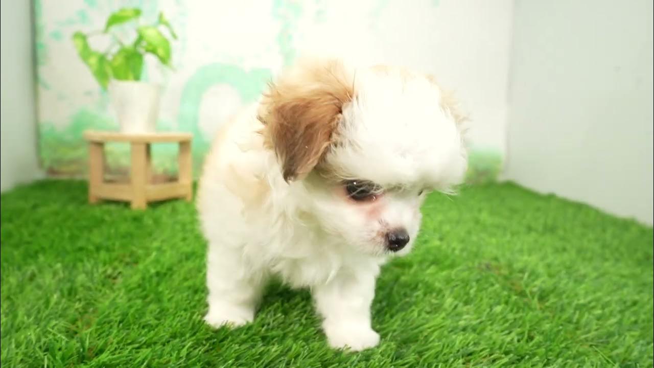 ペットショップCoo&RIKU No00695717 MIX（ハーフ） - YouTube