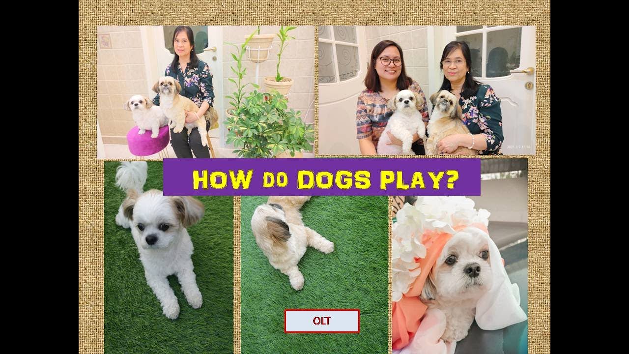 HOW do DOGS PLAY? - YouTube