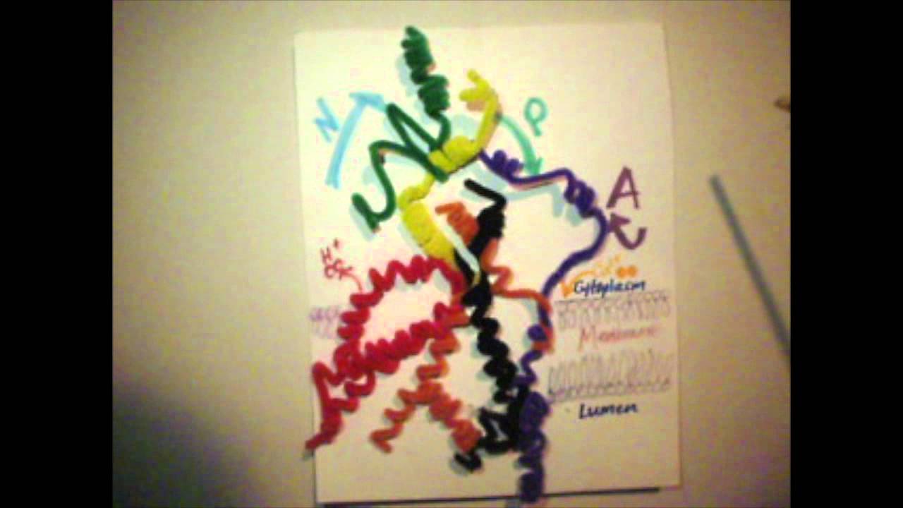 Calcium ATPase Mechanism - YouTube