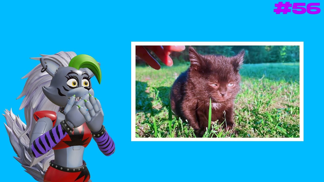 Roxanne Wolf REACTS to Cat Memes Part 56 - YouTube