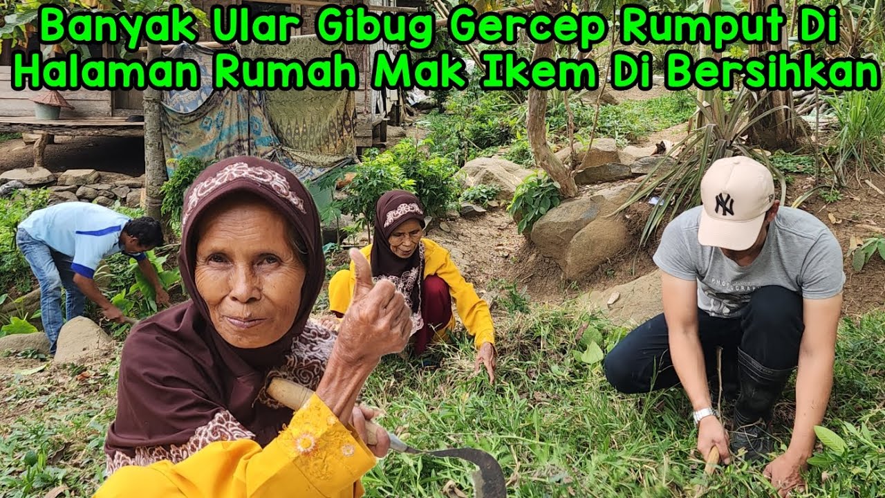 Inalillahi Banyak Warga Yang Sudah Di Gigit Ular Gibug Gercep Halaman ...